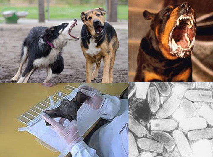 Un Cachorro Puede Tener Rabia