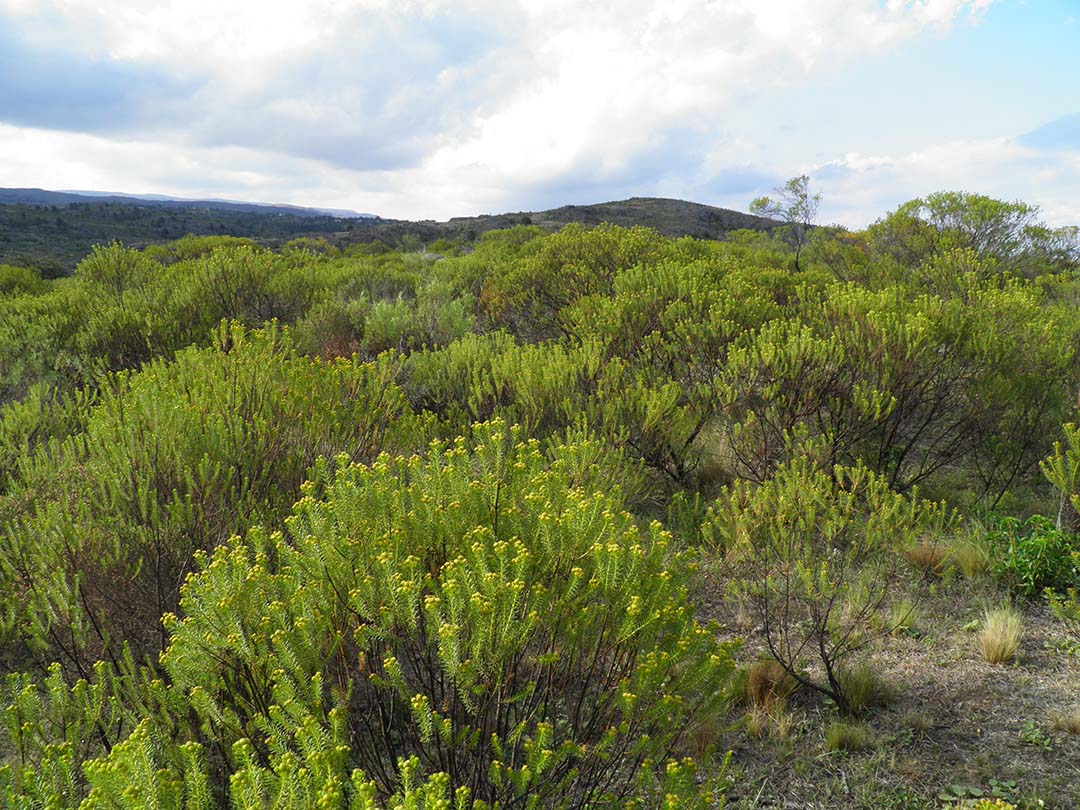 Investigadores de Exactas publicaron un manual para la producción de ...