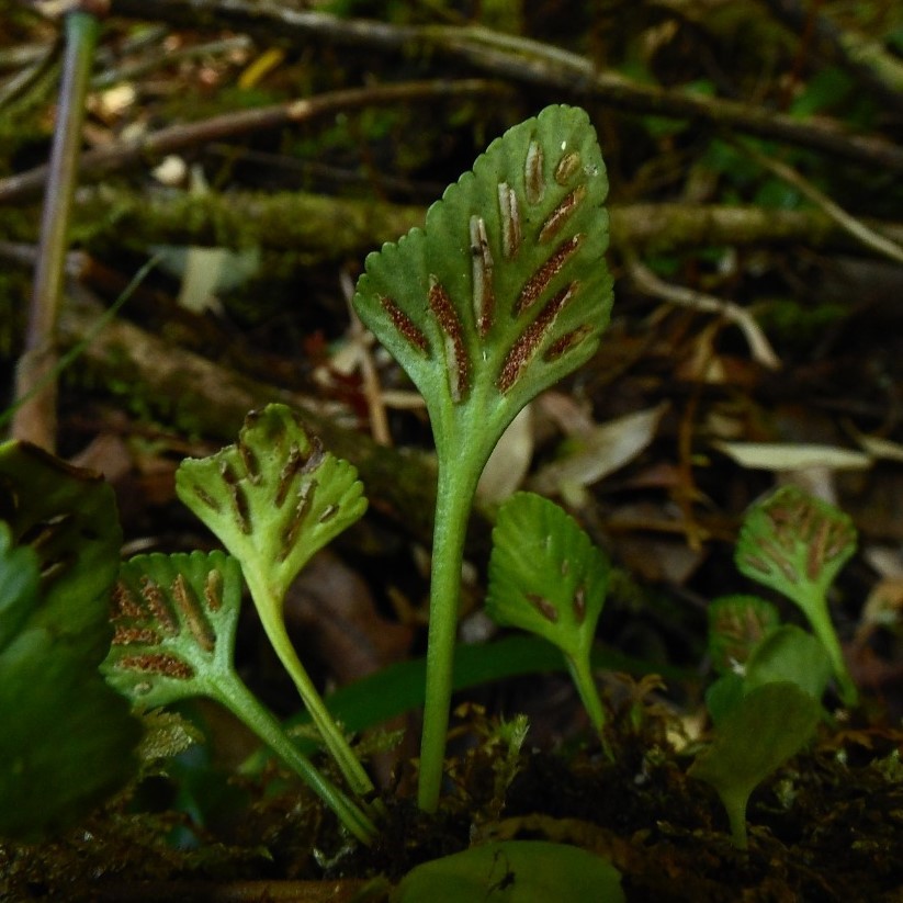Investigador de Exactas participó en la elaboración del catálogo de la ...