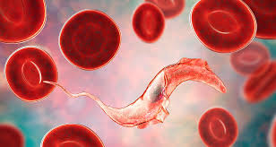 Seminario de investigación: «Cultivos en 3D como modelos para el ...